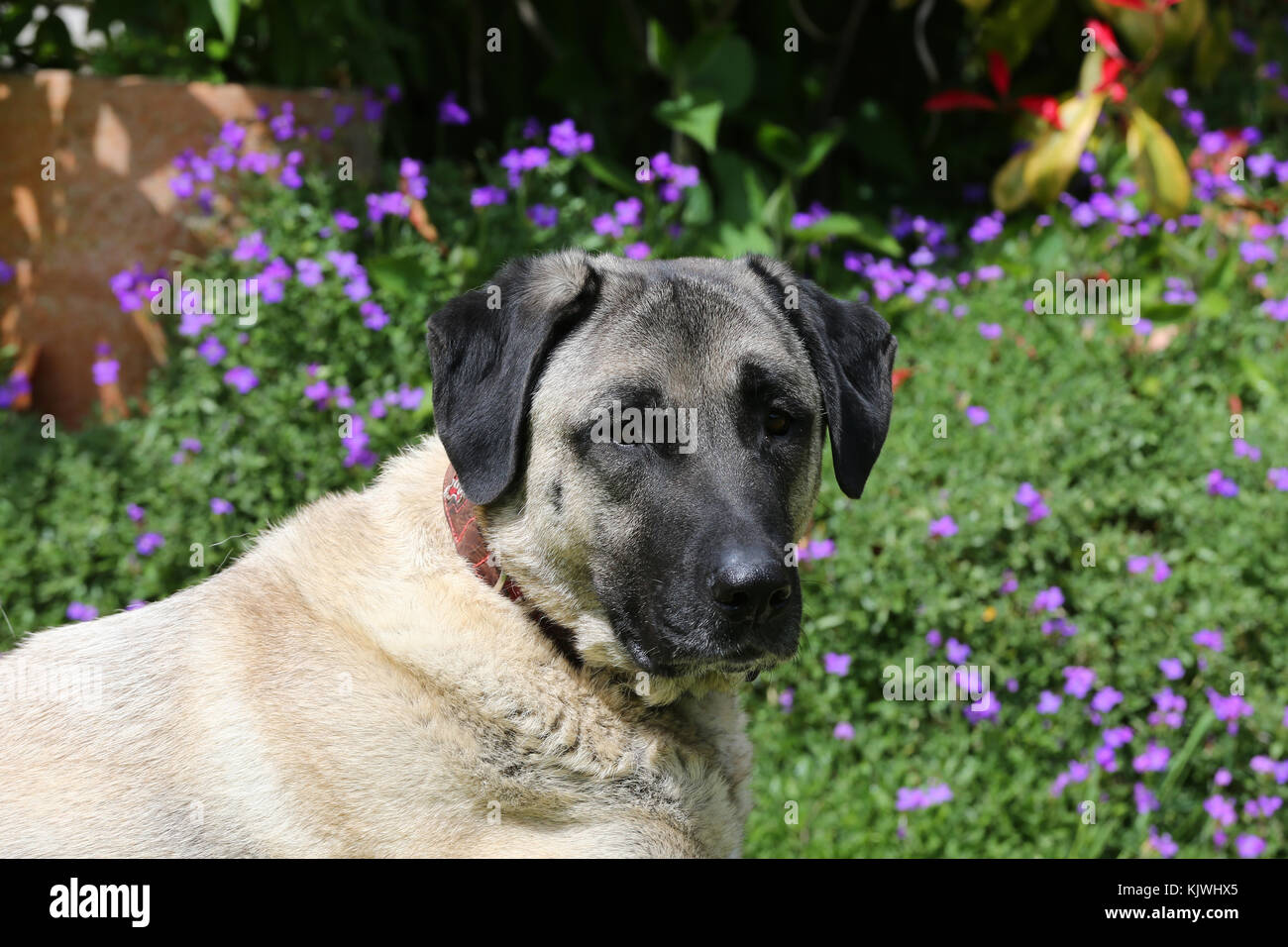 Perro de pastor hi-res stock photography and images - Alamy