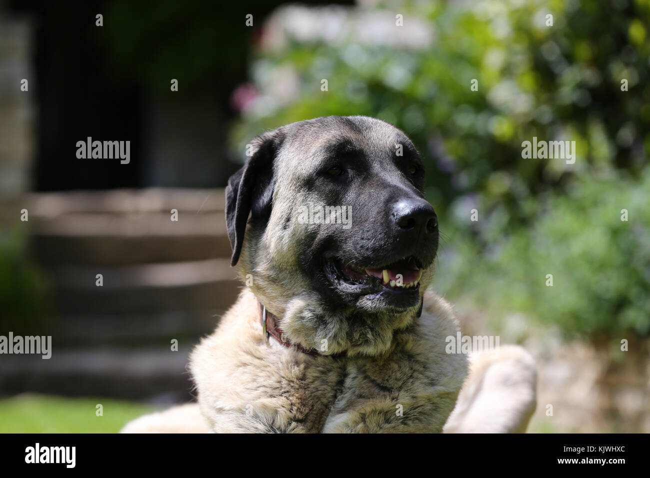 Anatolian shepherd hi-res stock photography and images - Alamy