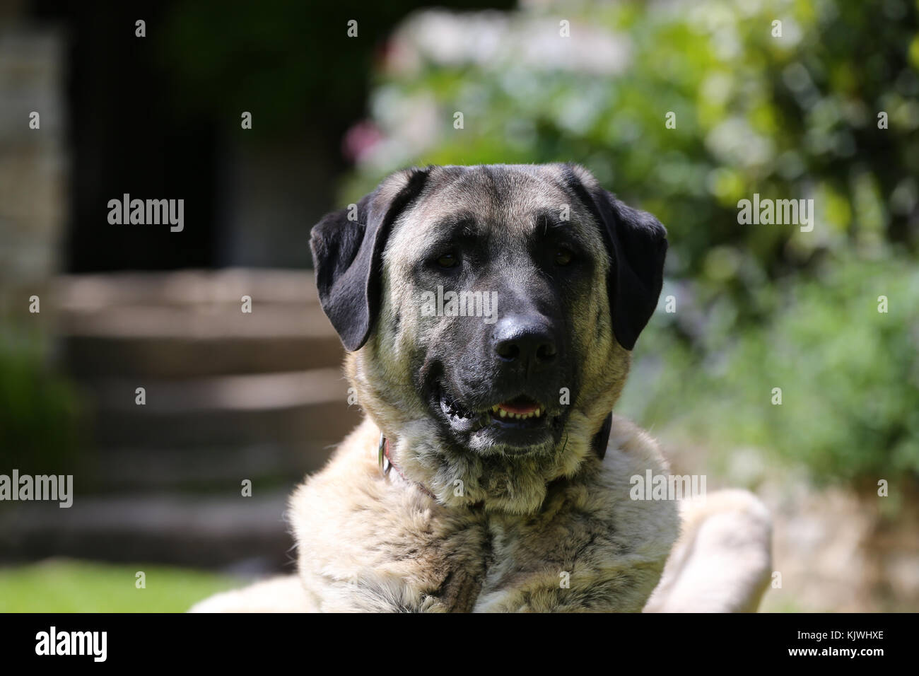 Perro pastor perro hi-res stock photography and images - Alamy