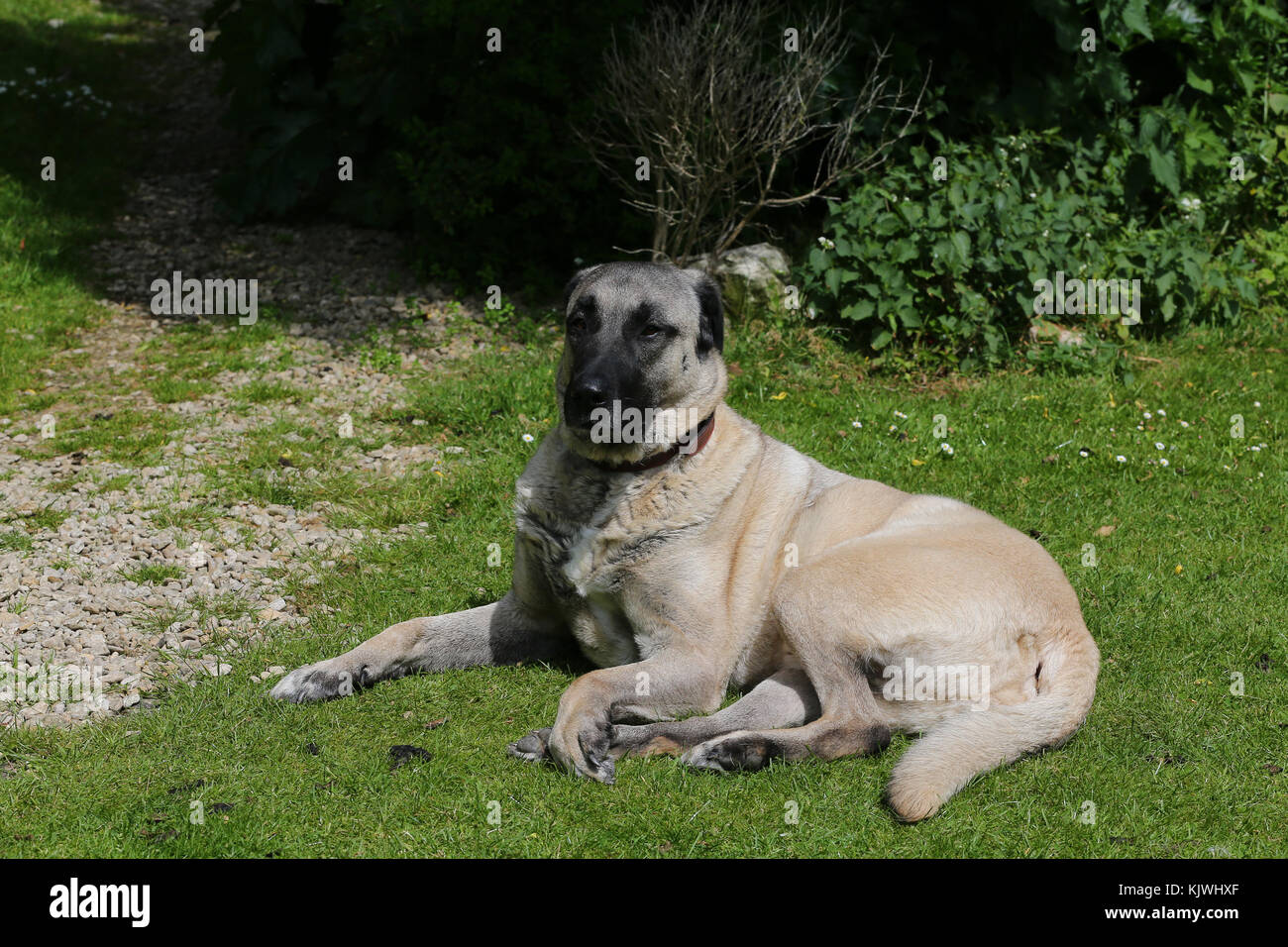 Perro pastor perro hi-res stock photography and images - Alamy
