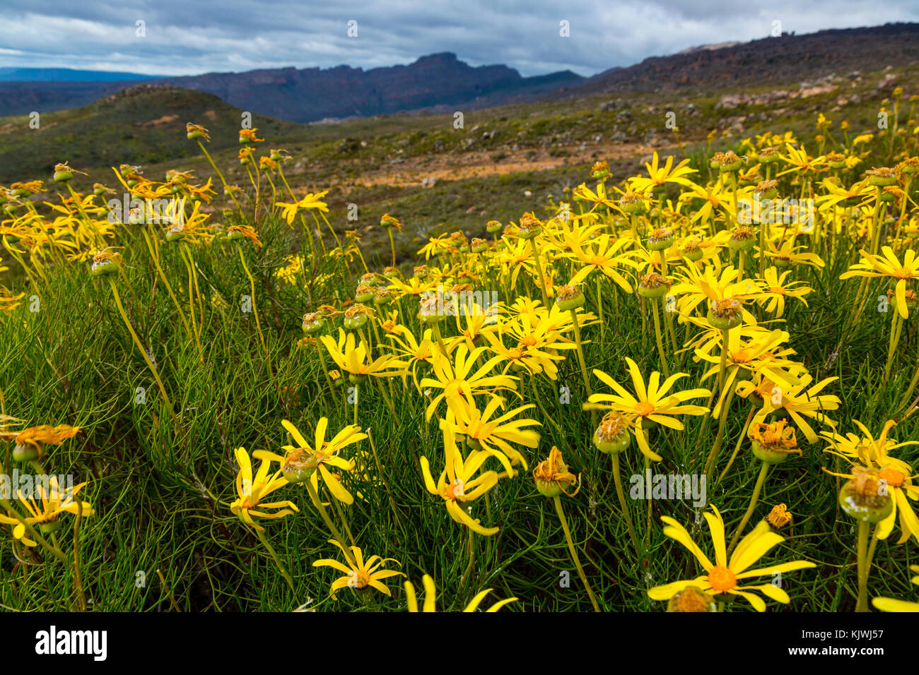 Pakhuis Pass, Wildflowers, Clanwilliam, Cederberg Mountains, Western ...