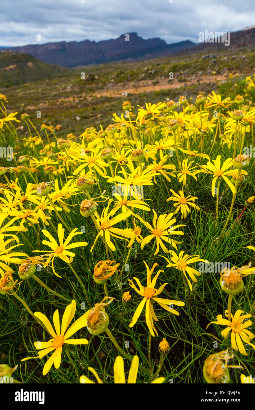 Pakhuis Pass, Wildflowers, Clanwilliam, Cederberg Mountains, Western ...
