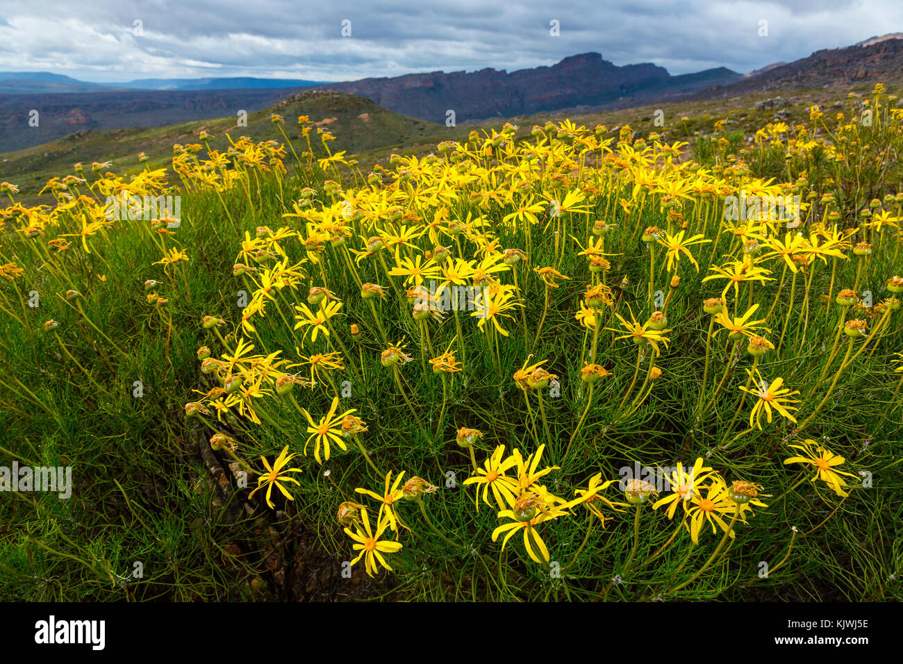 Pakhuis Pass, Wildflowers, Clanwilliam, Cederberg Mountains, Western ...