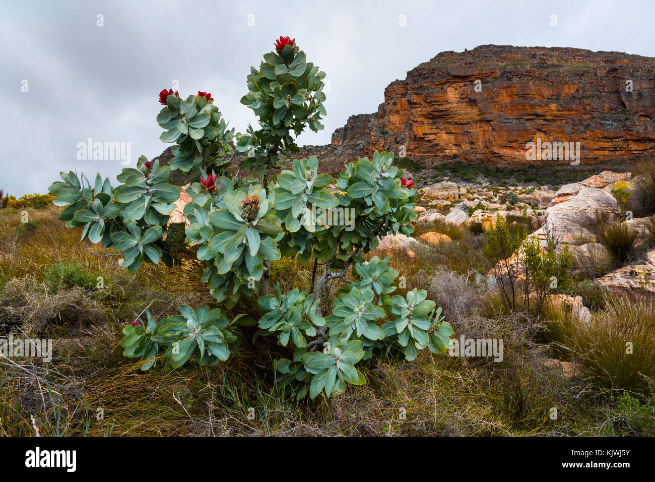 Pakhuis Pass, Wildflowers, Clanwilliam, Cederberg Mountains, Western ...