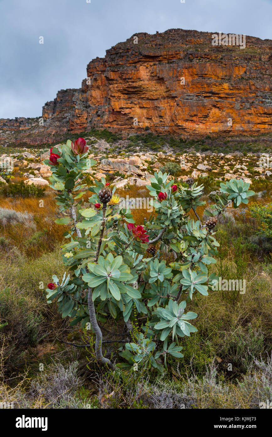 Pakhuis Pass, Wildflowers, Clanwilliam, Cederberg Mountains, Western ...