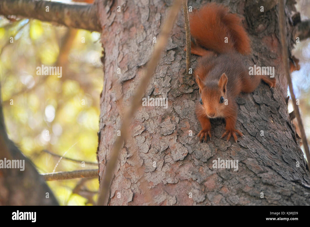 Squirrel Running Down Tree Trunk Stock Photos & Squirrel Running Down ...