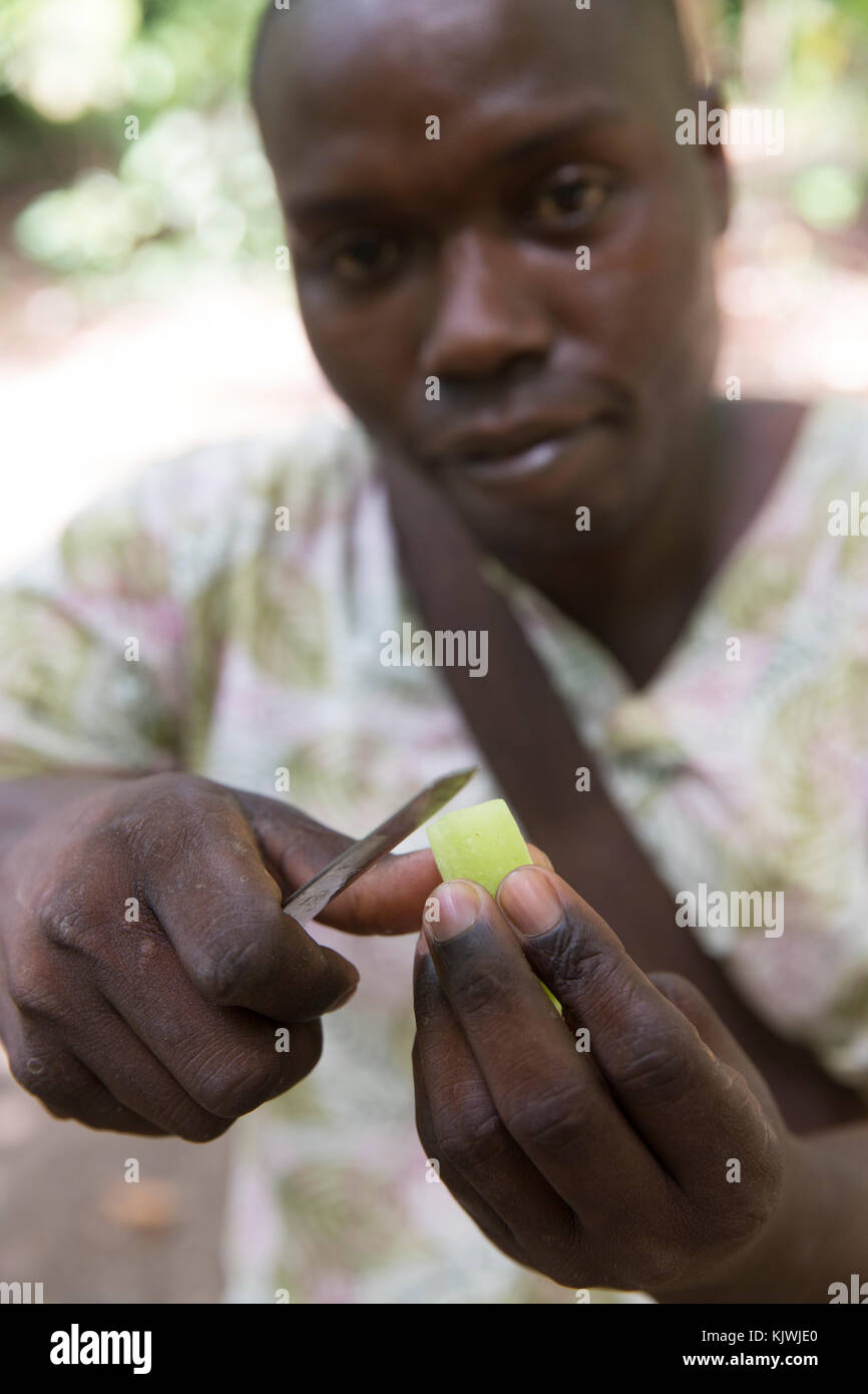 Zanzibar, Tanzania; A Zanzibar variety of starfruit growing at a spice ...