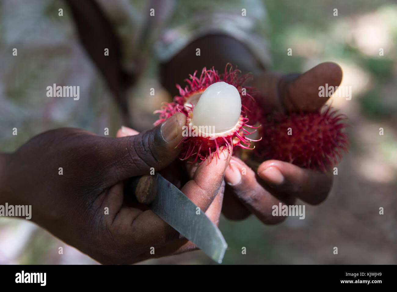 Zanzibar, Tanzania; Opening Lychee fruit just picked at a spice farm on ...