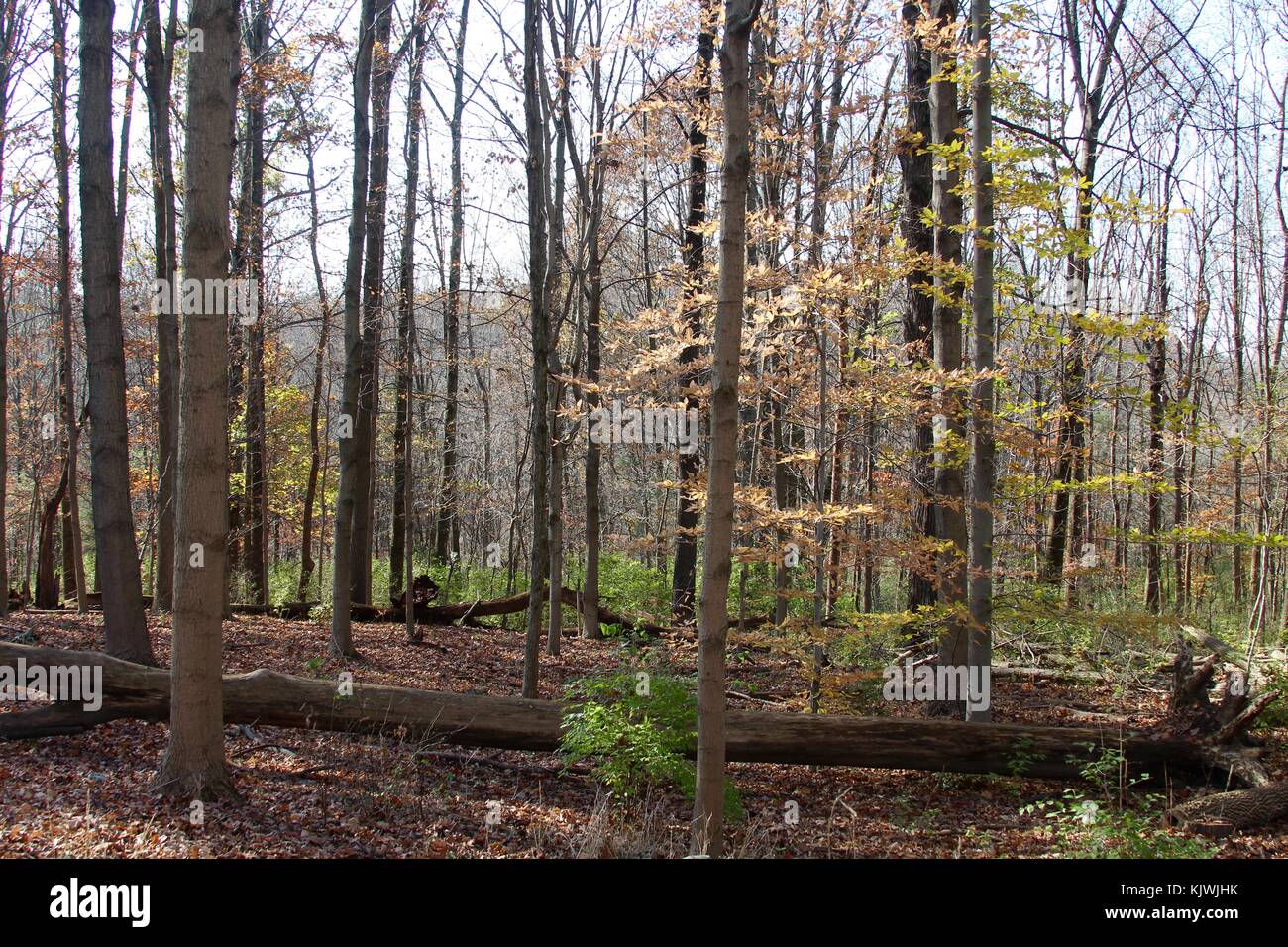 The sights and the views on the hike in the forest in the autumn season ...