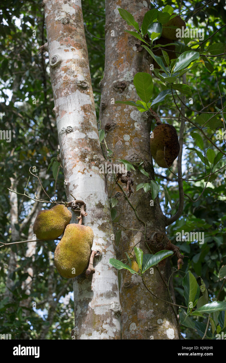 Jak tree hi-res stock photography and images - Alamy