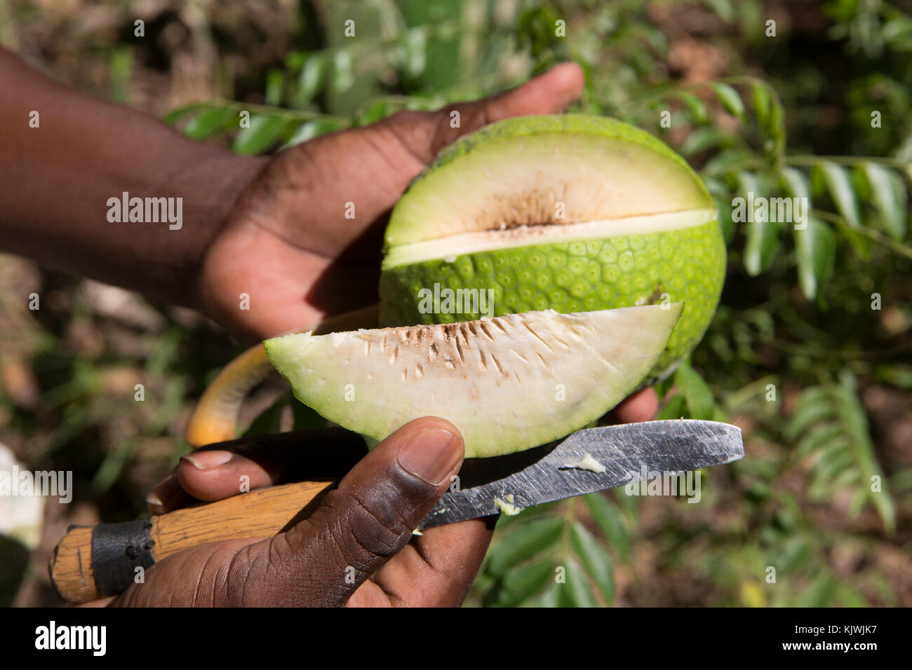 Zanzibar, Tanzania; A spice farmer cuts open one of his cultivated ...