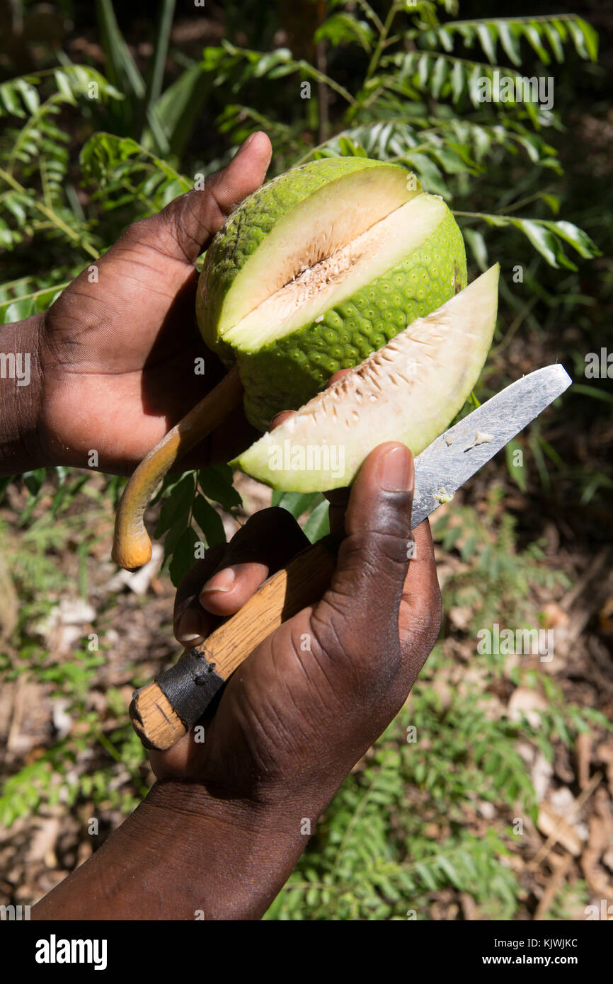 Zanzibar, Tanzania; A spice farmer cuts open one of his cultivated ...