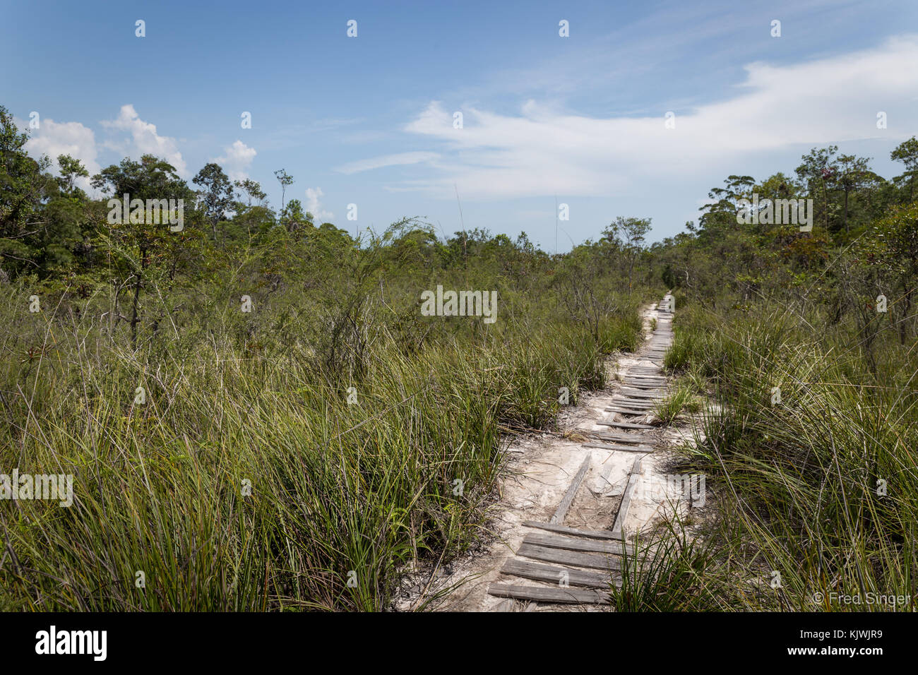 Path into the wild Stock Photo - Alamy