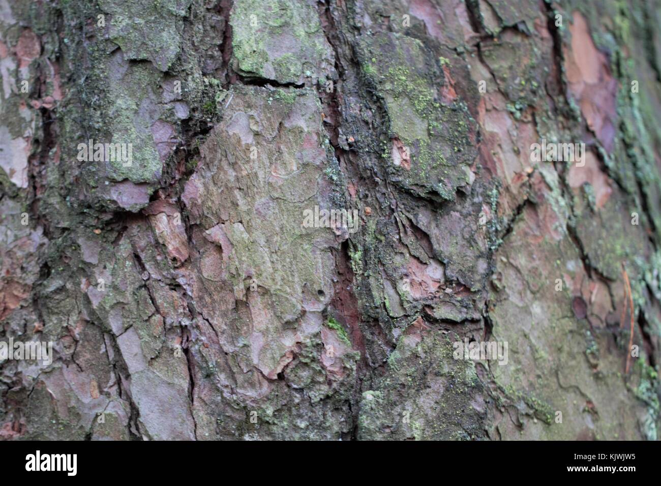 Closeup detail of weathered tree bark background texture Stock Photo ...