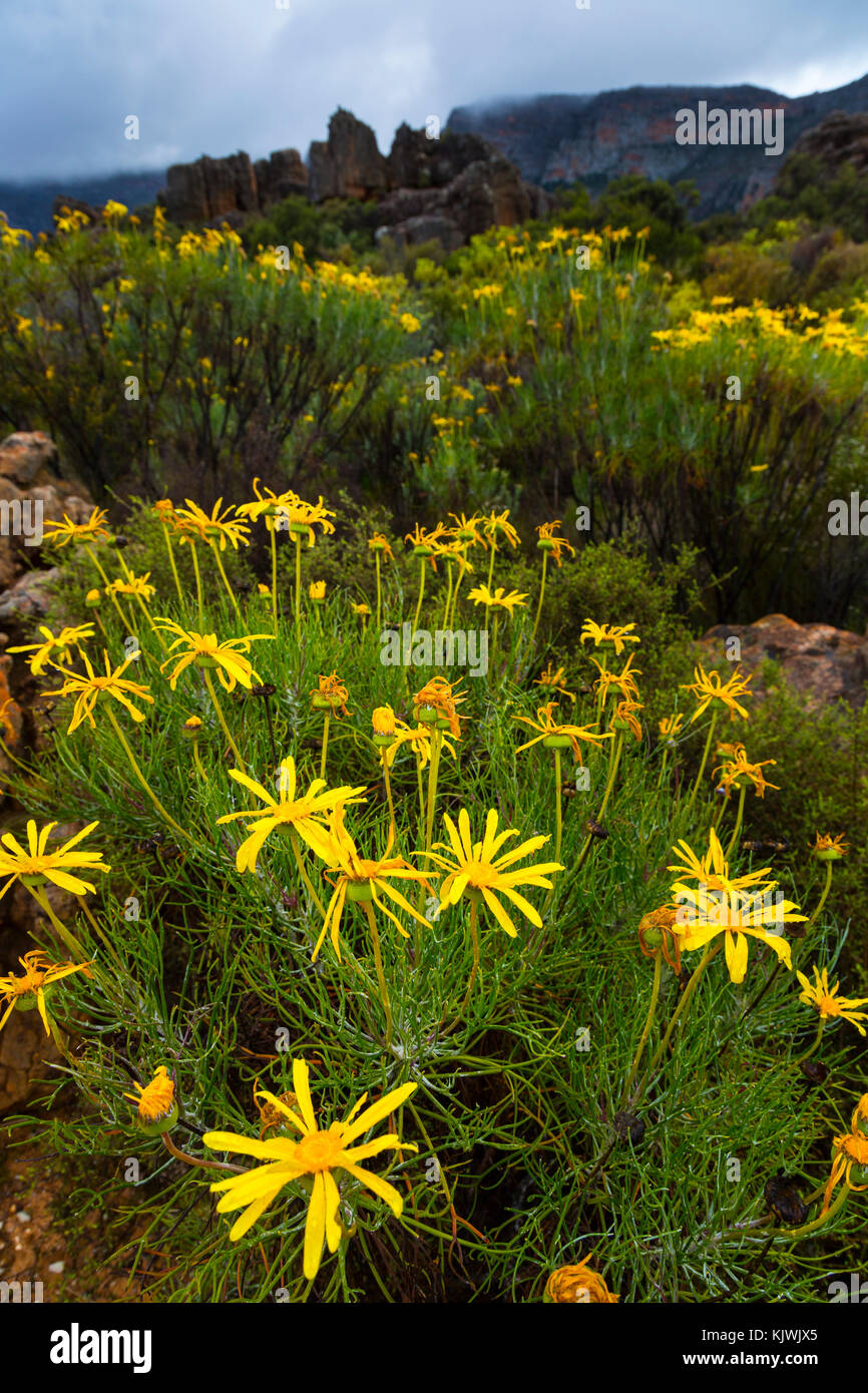 Pakhuis Pass, Wildflowers, Clanwilliam, Cederberg Mountains, Western ...