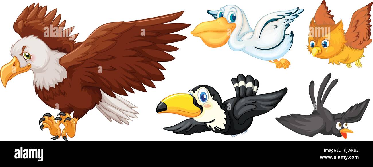 Different types of birds Stock Vector Images - Alamy