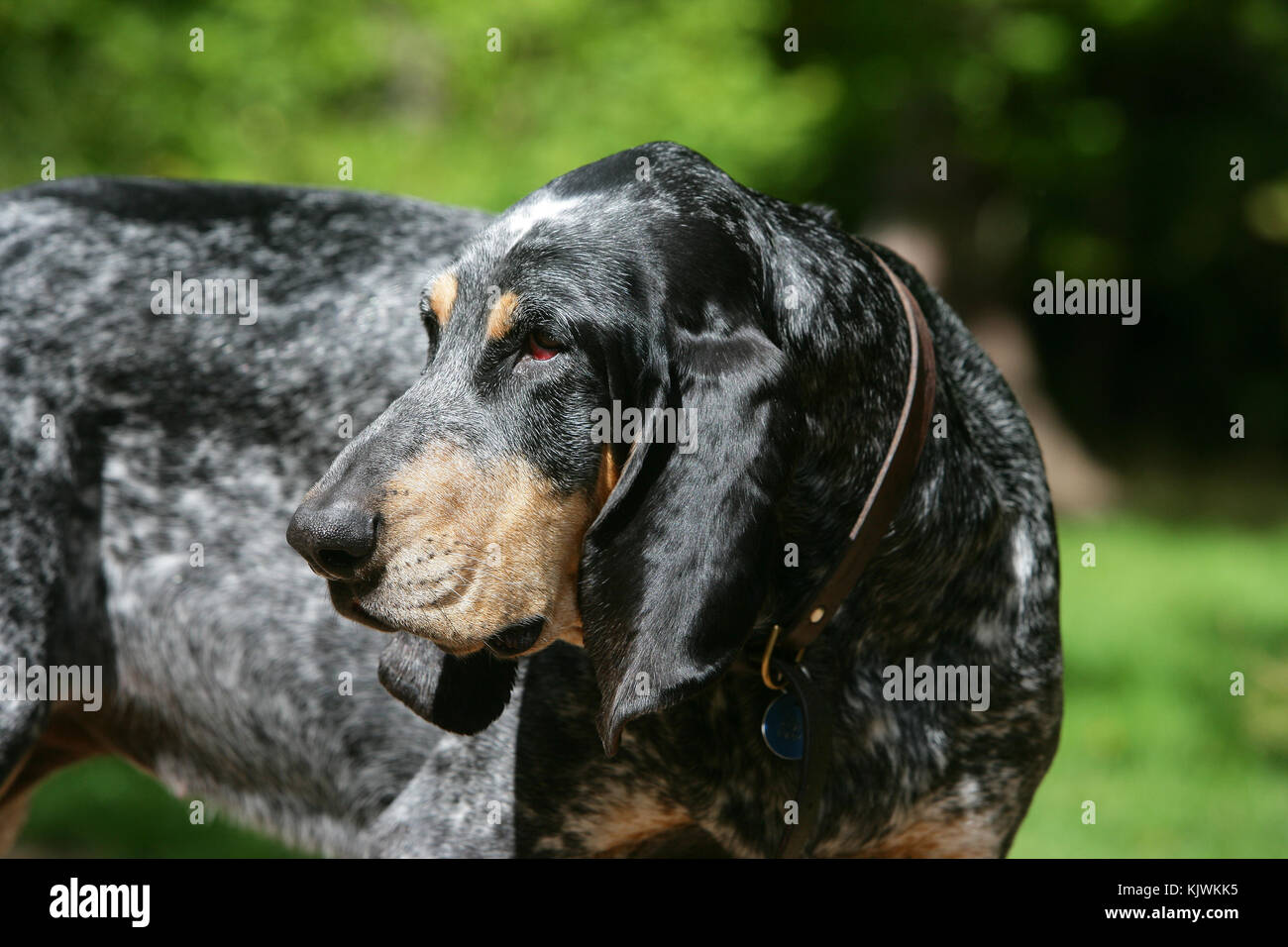 Gascogne hi-res stock photography and images - Alamy