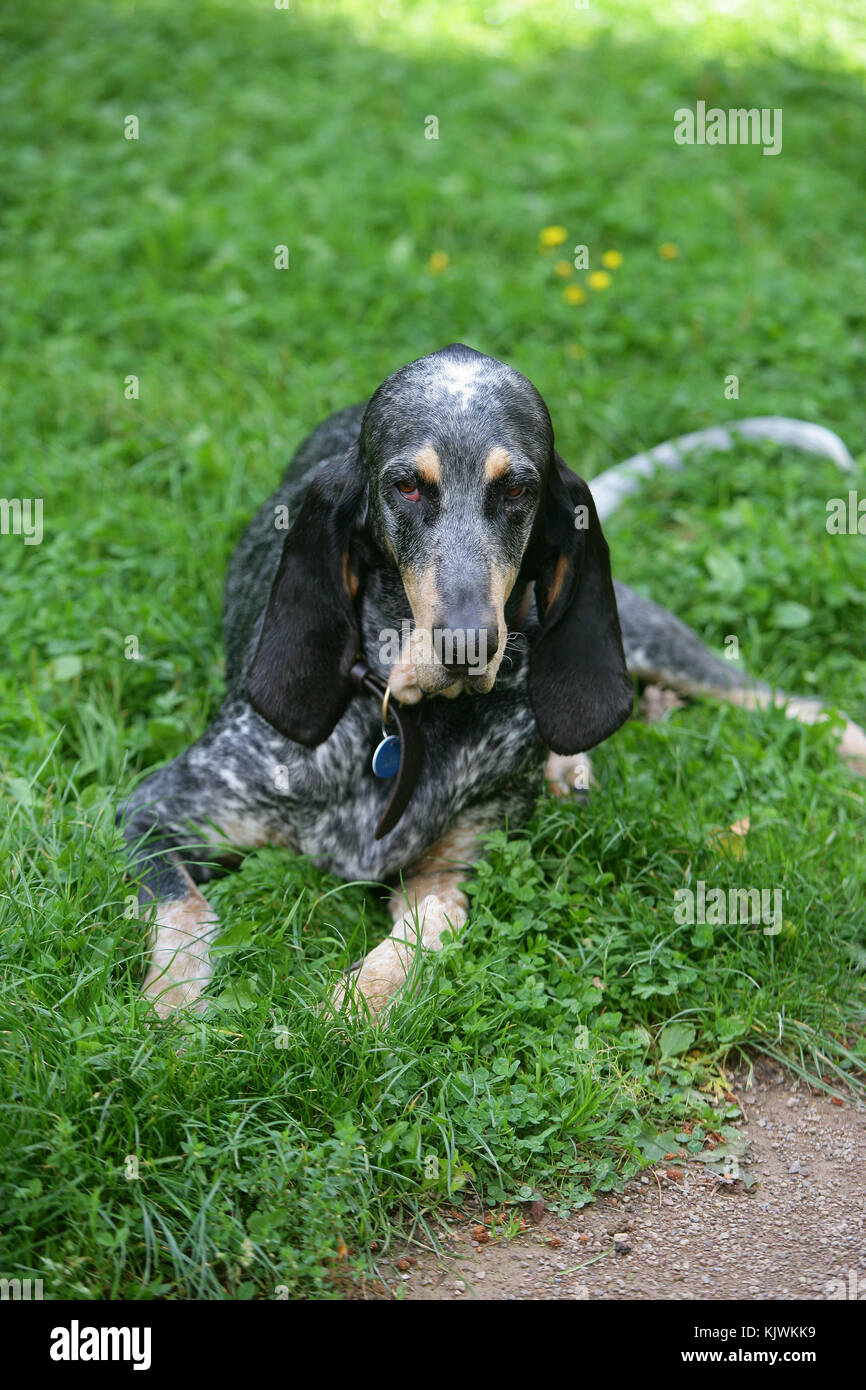 Grand bleu de gascogne hi-res stock photography and images - Alamy