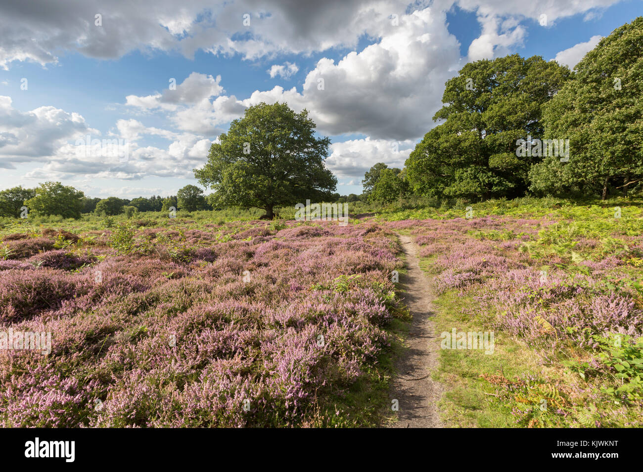 Hothfield Common during the heather season in mid August near Ashford ...