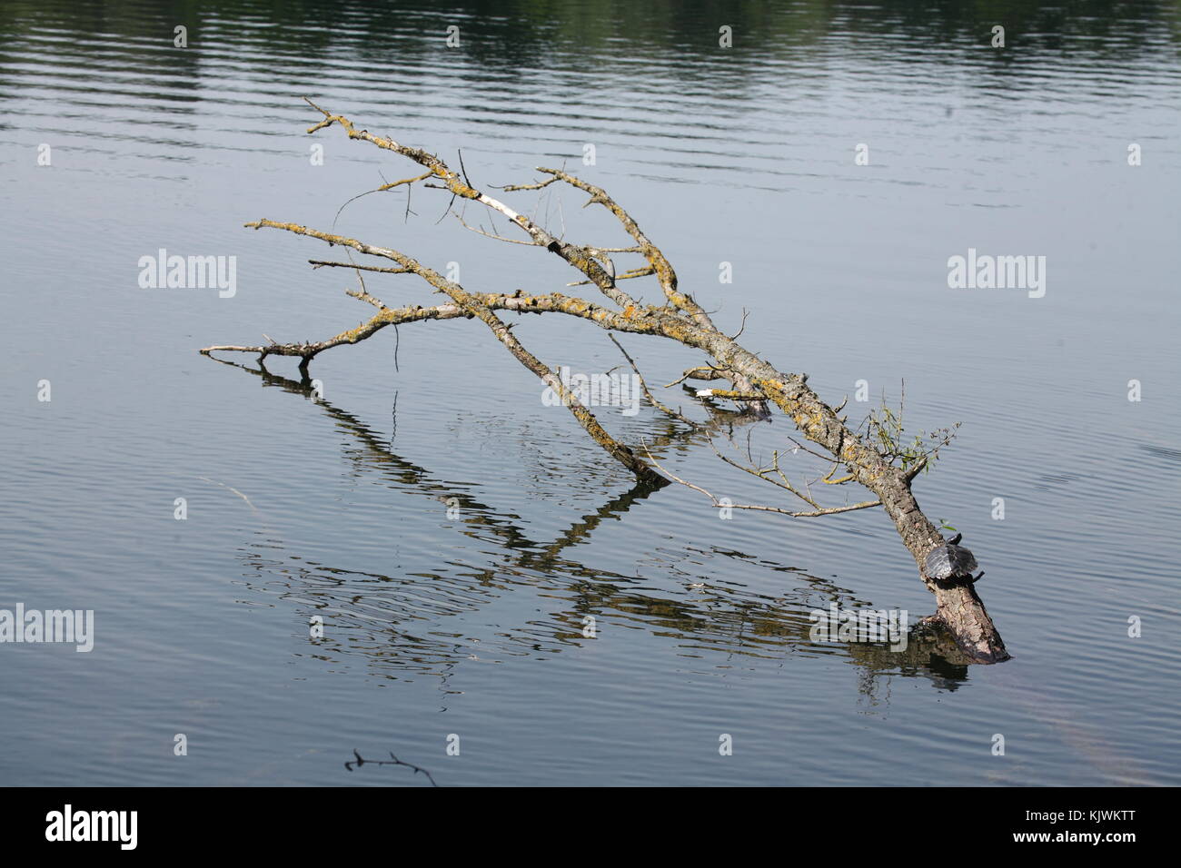 tree branch in a pond Stock Photo - Alamy