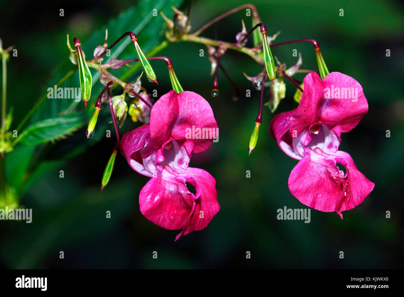 violet Himalayan Balsam (Impatiens glandulifera), neophyte blossom ...