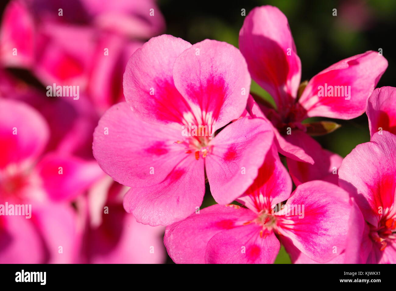 violet Phlox flowers blossom Stock Photo - Alamy