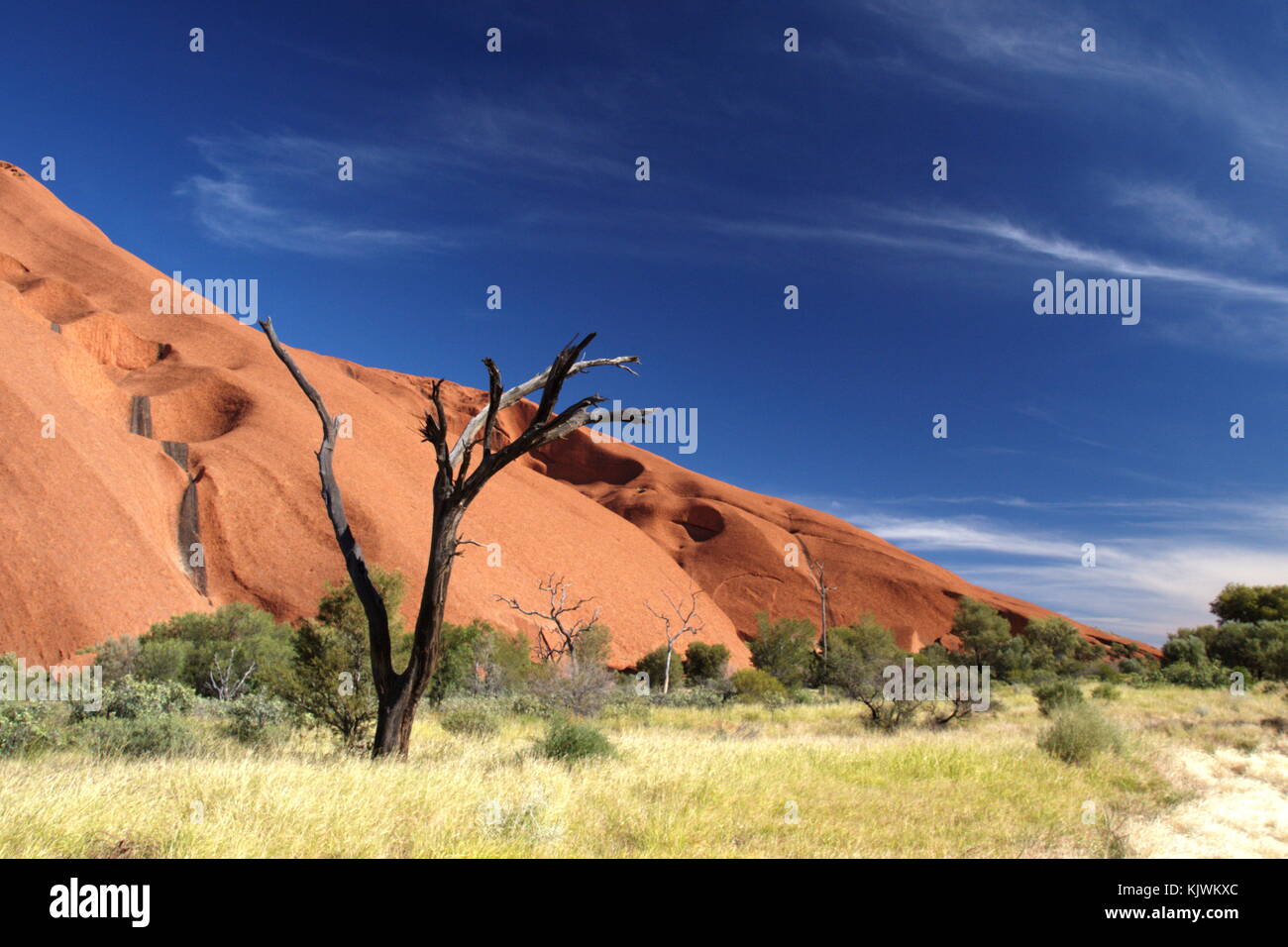 Parts of Ayers Rock with a dry tree in front and blue sky, Australia ...