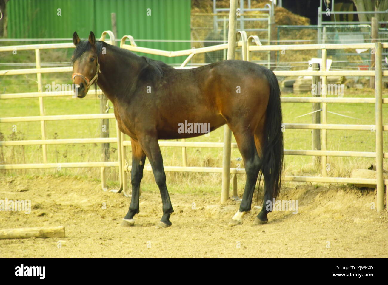 Single horses hi-res stock photography and images - Alamy