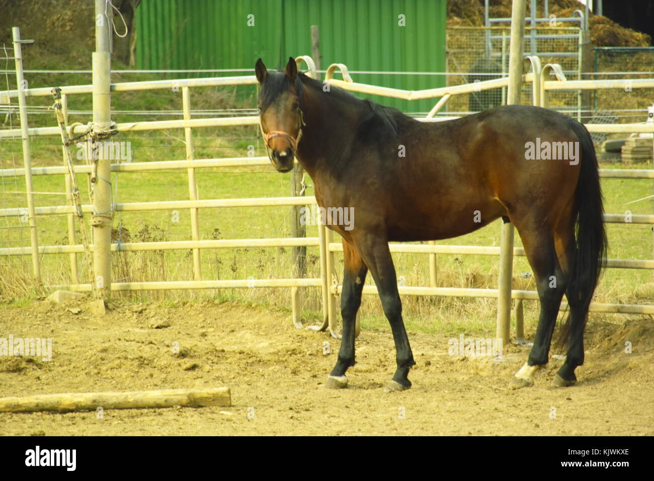 Single Brown Horse Farming Stock Photo - Alamy