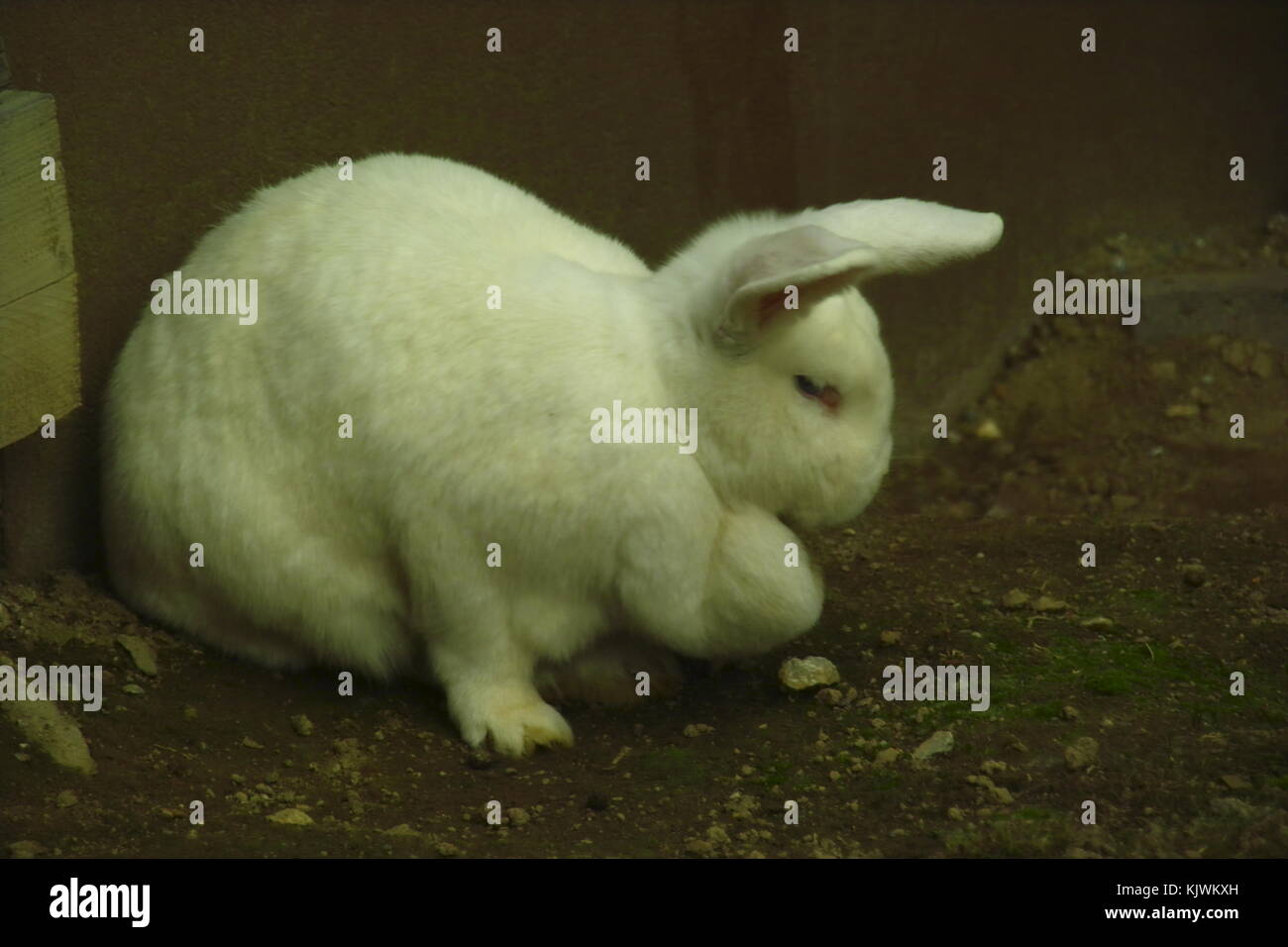 Rabbit breeding hi-res stock photography and images - Alamy
