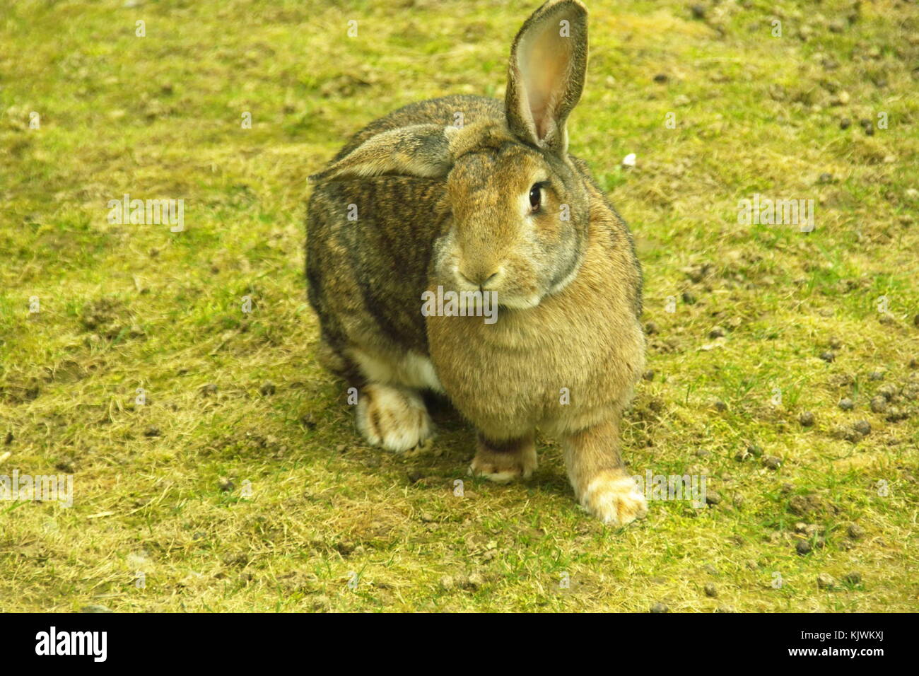 Rabbit breeding hi-res stock photography and images - Alamy