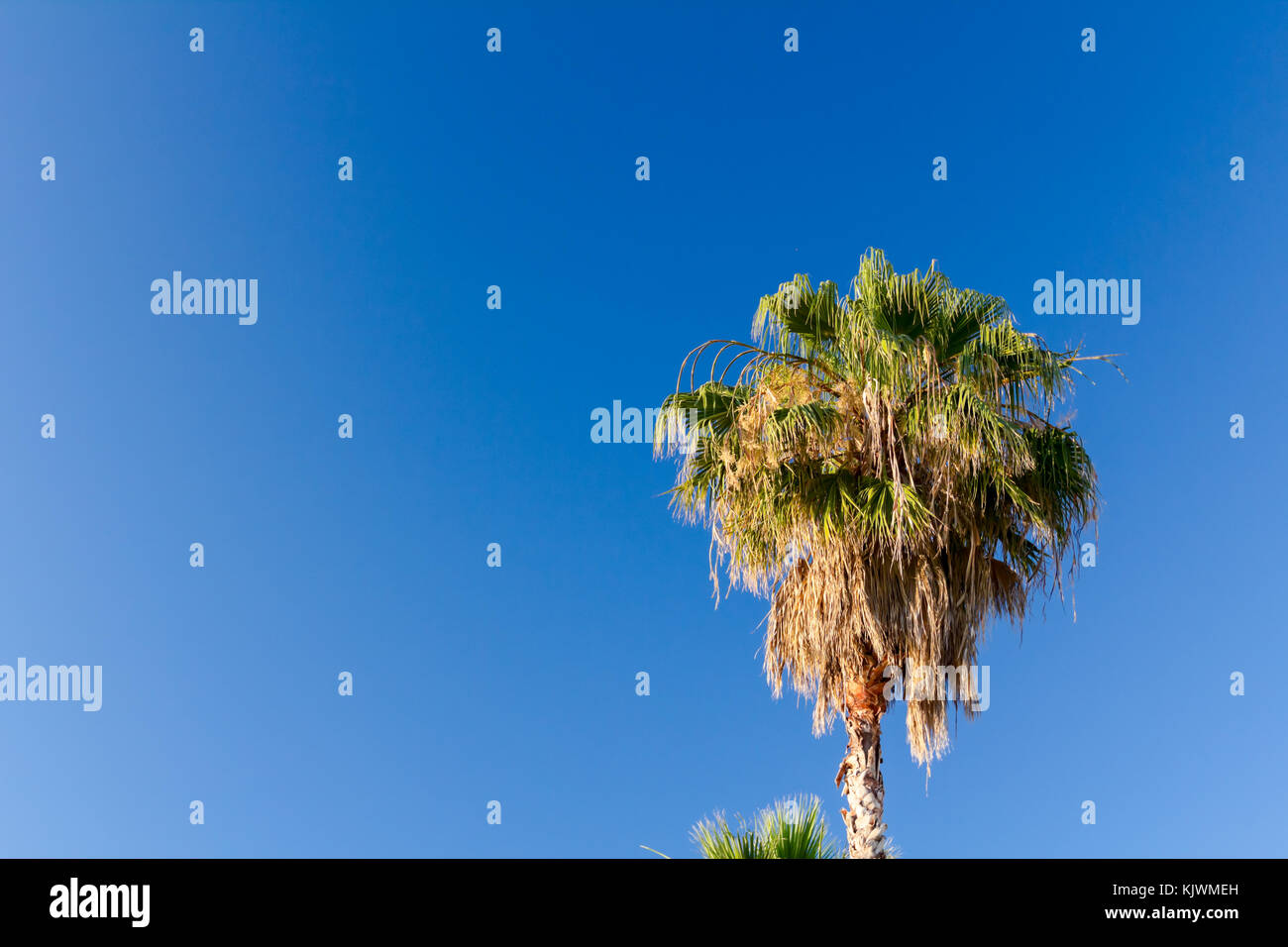 View from ground on green crown of tall coco palm tree with straight ...