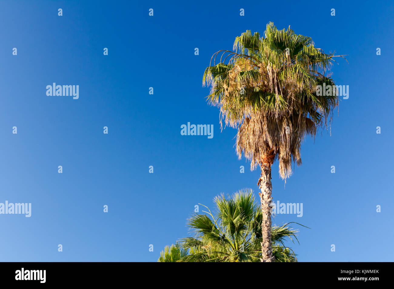 Palm tree view from ground hi-res stock photography and images - Alamy