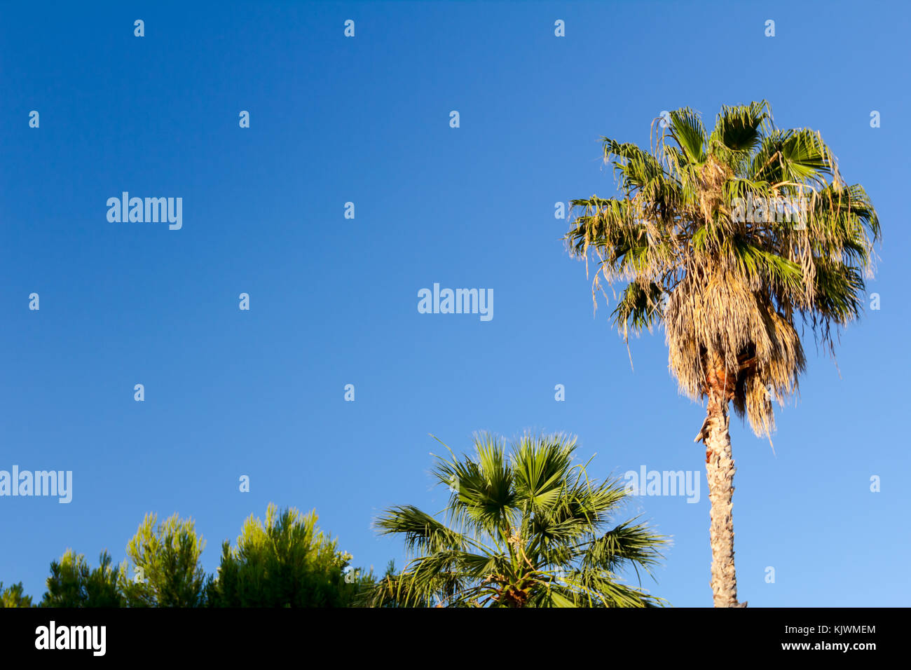 View from ground on green crown of tall coco palm tree with straight ...