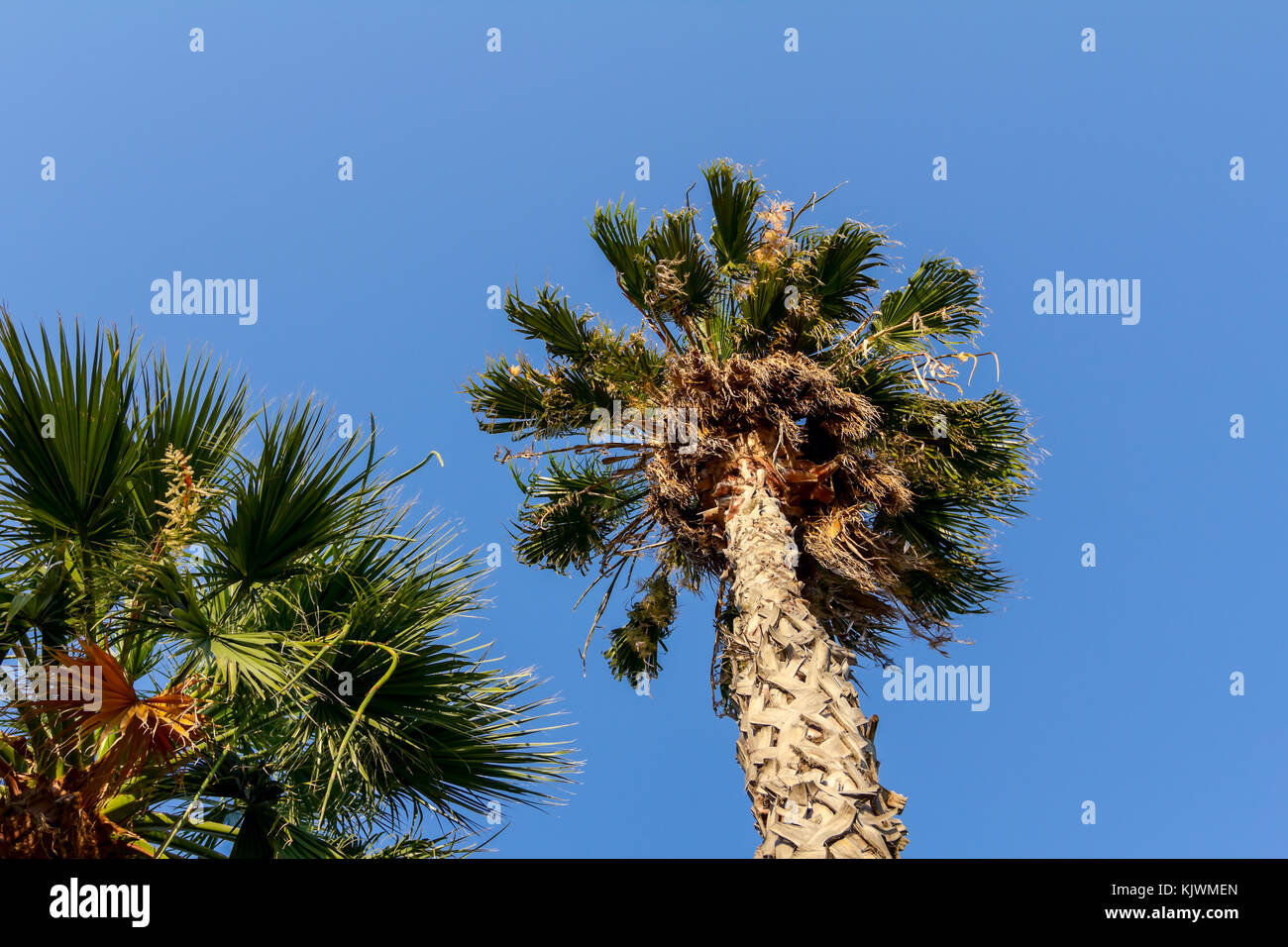 View from ground on green crown of tall coco palm tree with straight ...
