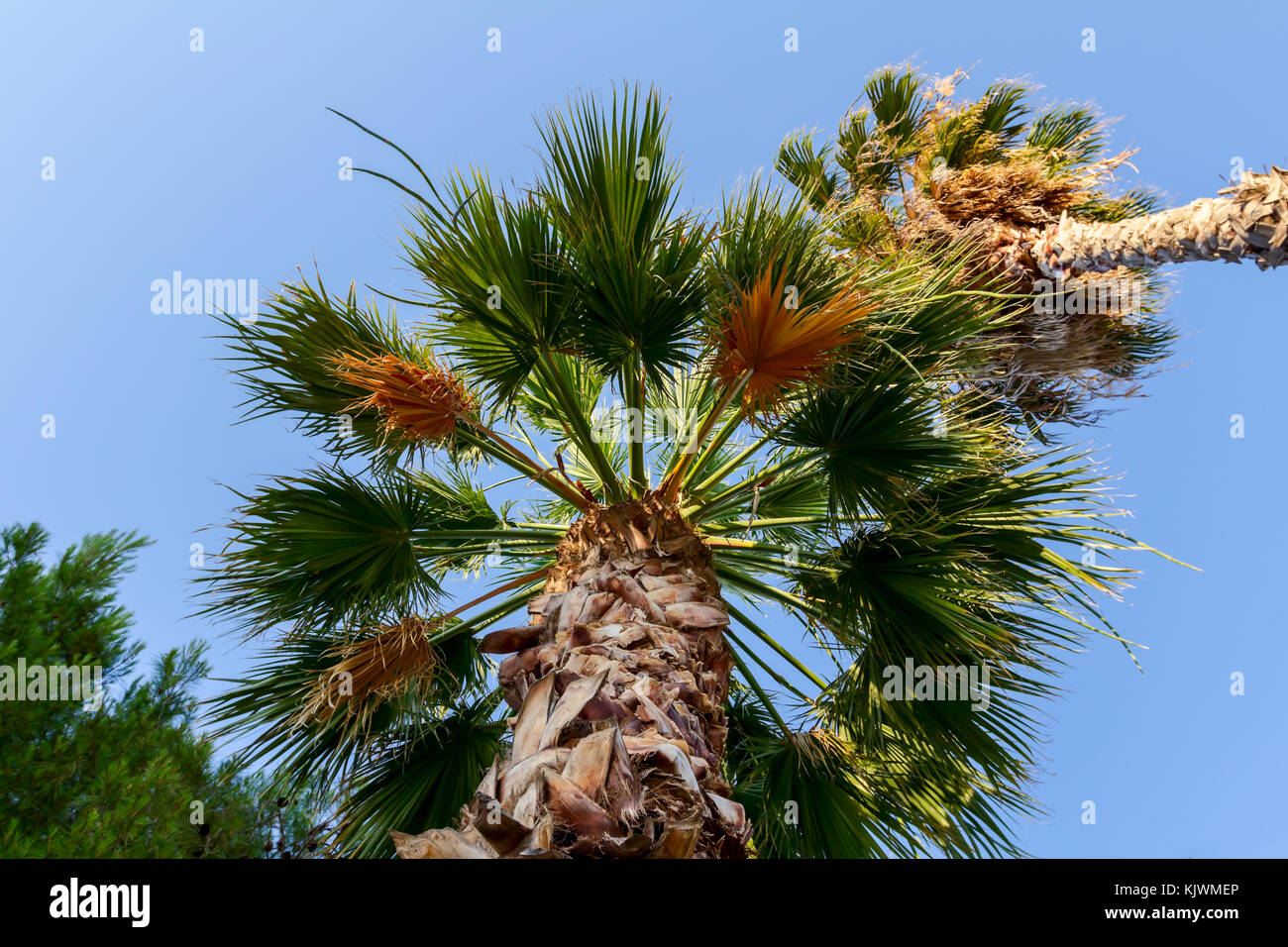 View from ground on green crown of tall coco palm tree with straight ...