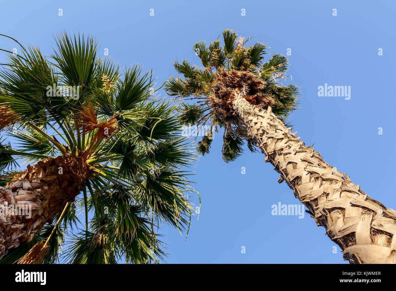View from ground on green crown of tall coco palm tree with straight ...