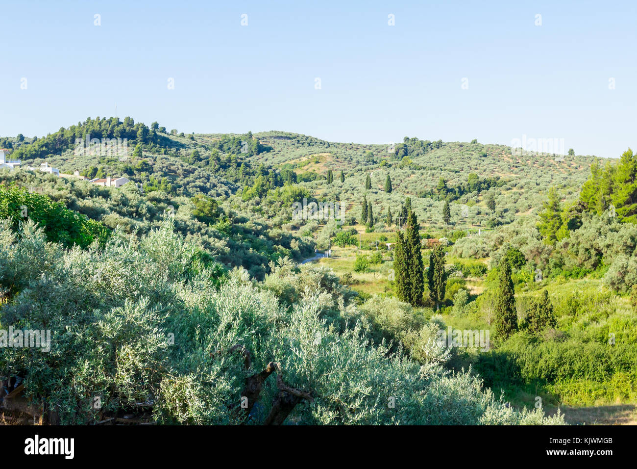 View on the canopy of green olive tree at plantation Stock Photo - Alamy