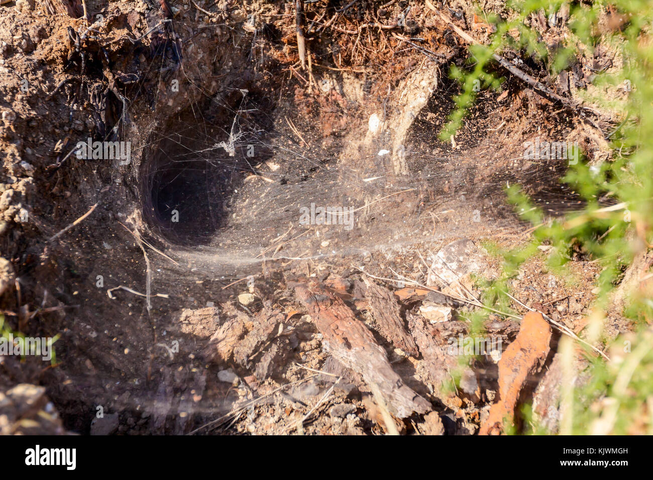 Natural trap, spider web over rotten tree stump with hole, entrance in ...