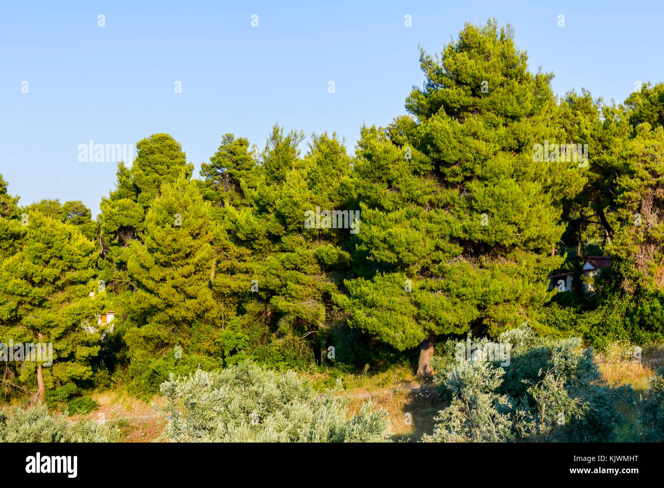 Beautiful pine tree forest grows over the hilly landscape Stock Photo ...