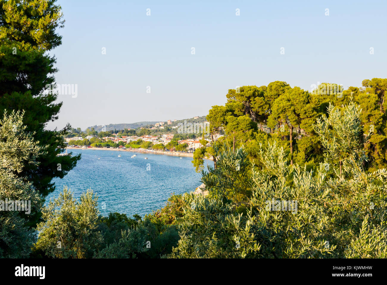 Landscape of a dense and various vegetation on island with pine trees ...