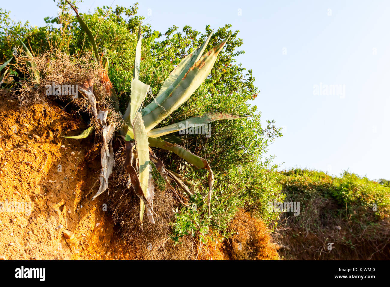 Aloe Vera plant is growing in her natural habitat, environment with ...