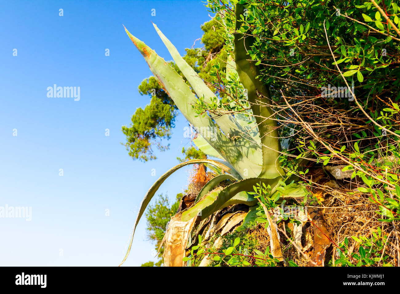 Aloe Vera plant is growing in her natural habitat, environment with ...