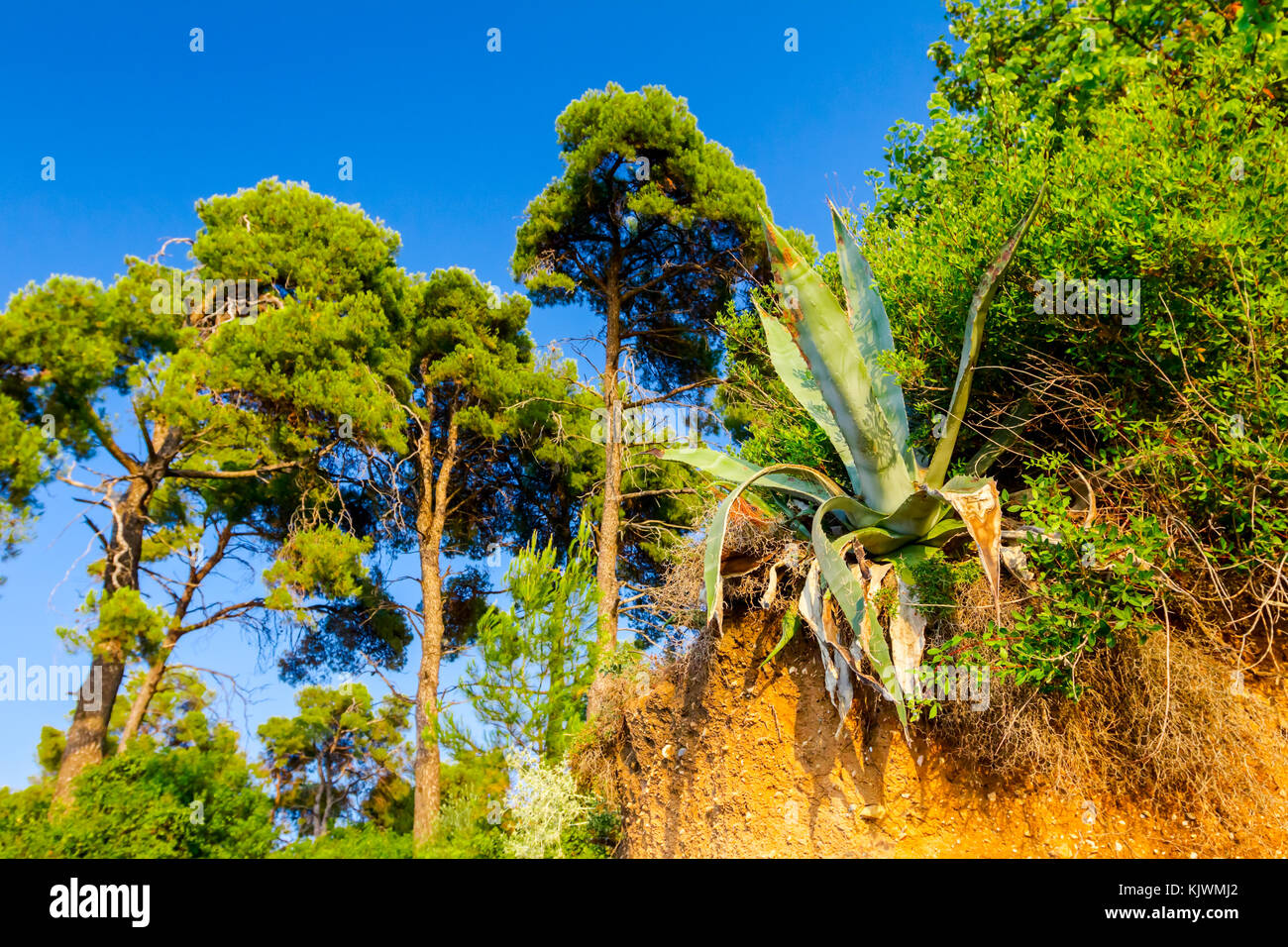 Aloe Vera plant is growing in her natural habitat, environment with ...