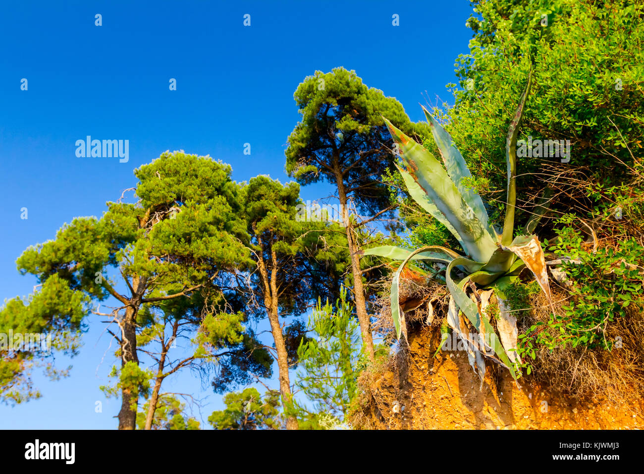 Aloe Vera plant is growing in her natural habitat, environment with ...