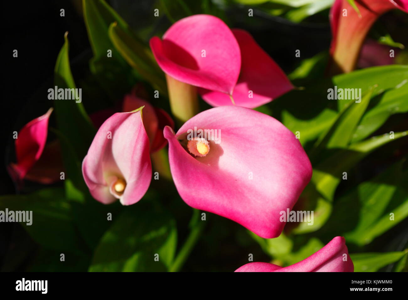 violet blossoming calla lily flowers Stock Photo - Alamy