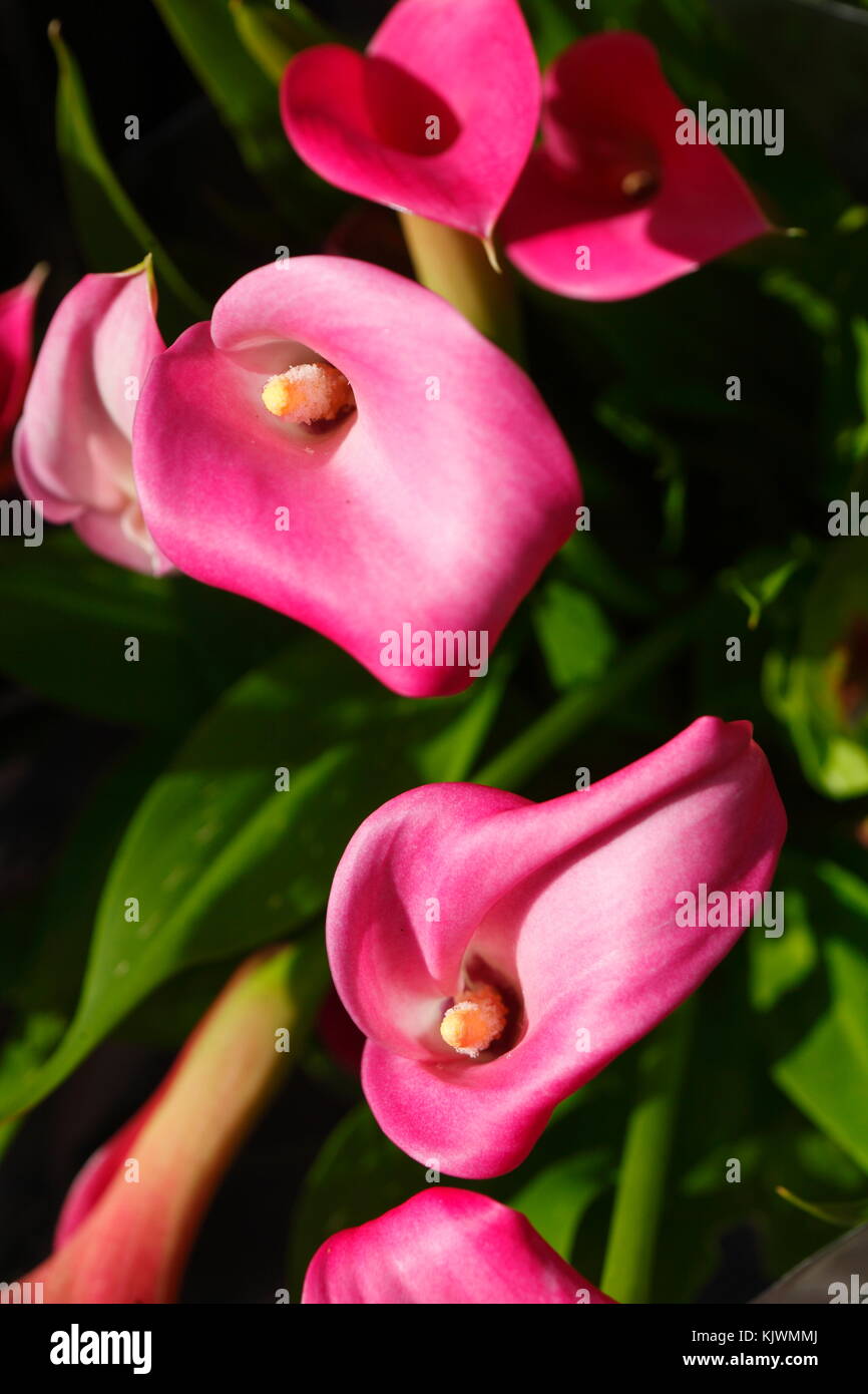 Calla lily flowers hi-res stock photography and images - Alamy