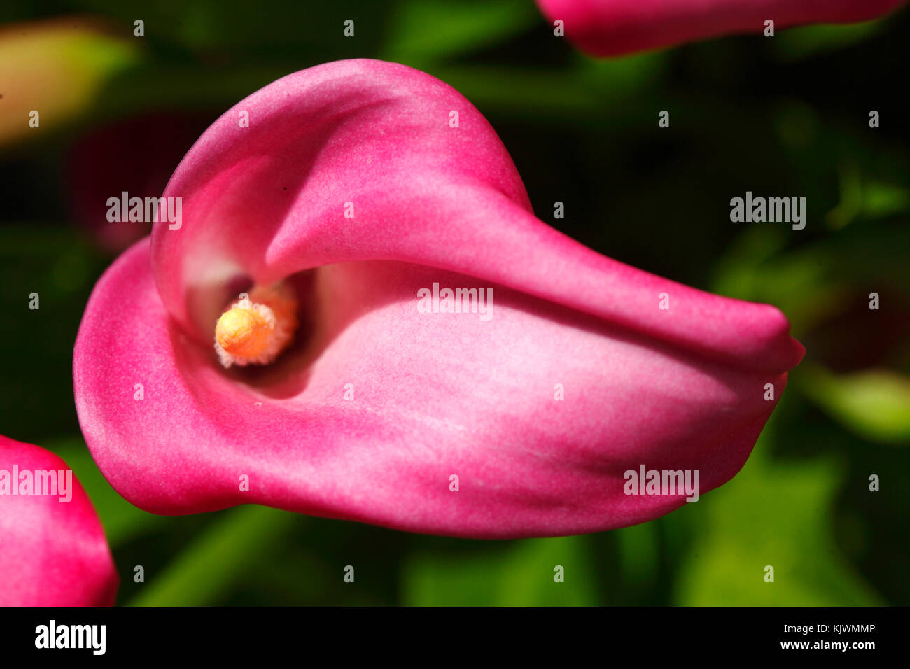 violet blossoming calla lily flower Stock Photo - Alamy