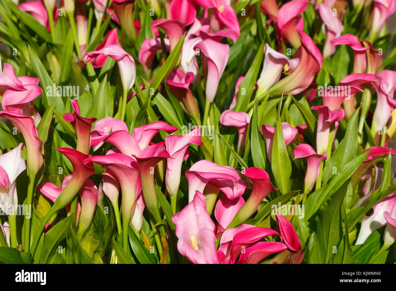 Calla lily flowers hi-res stock photography and images - Alamy