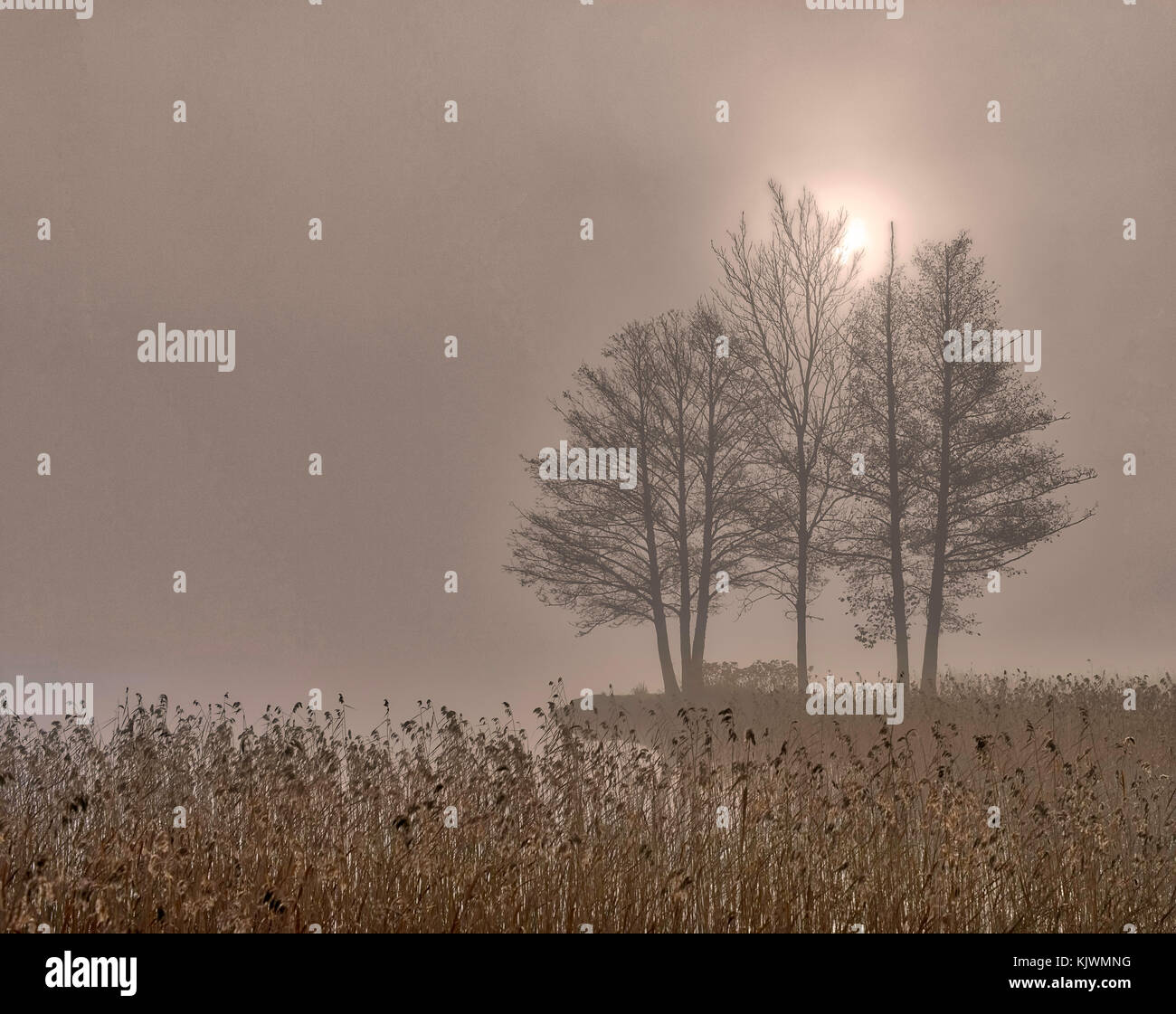 Fog and backlight hi-res stock photography and images - Alamy